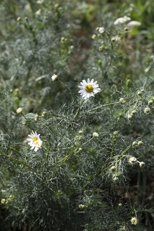 Chamomile Flowers. Photo of a Chamomile Bush. Background from a ...