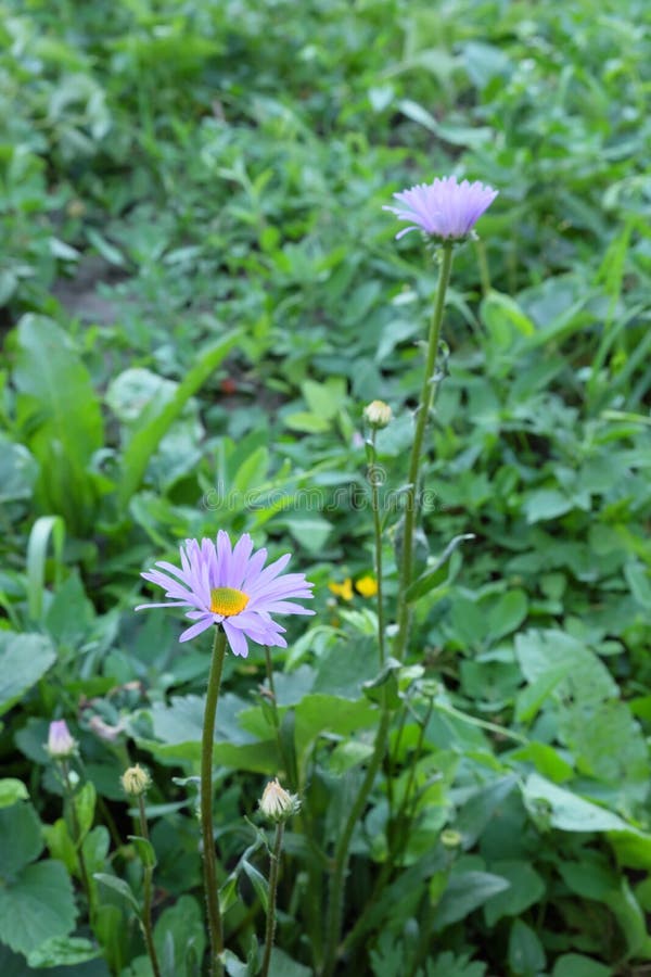 Chamomile Flowers with Purple Petals. Beautiful Flowers Stock Photo ...