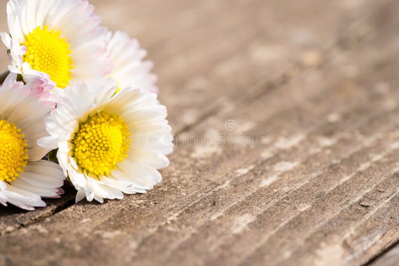 Chamomile Garden, White Flowers of German Chamomile Daisy Stock Image ...