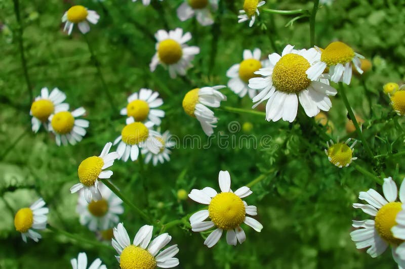 Chamomile with leaves stock photo. Image of plant, chamomile - 26333418