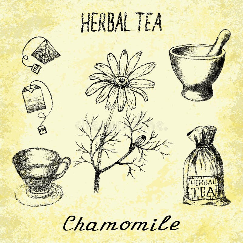 Chamomile Herbal Tea Design. Hand Drawn Summer Wild Flowers Frame Stock ...