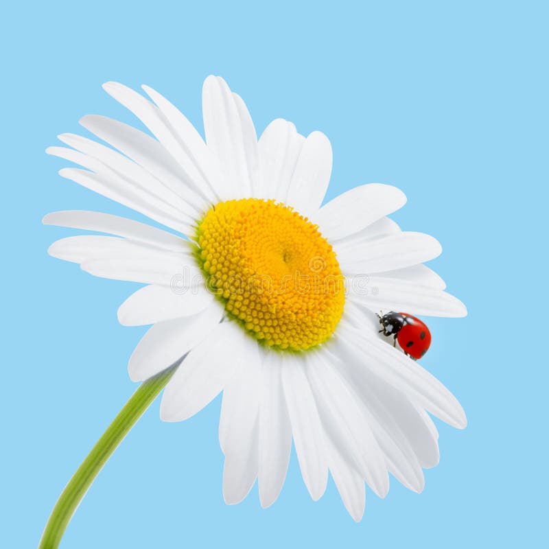 Chamomile Ladybird Blue Daisy Ladybird Sum Stock Photos - Free ...