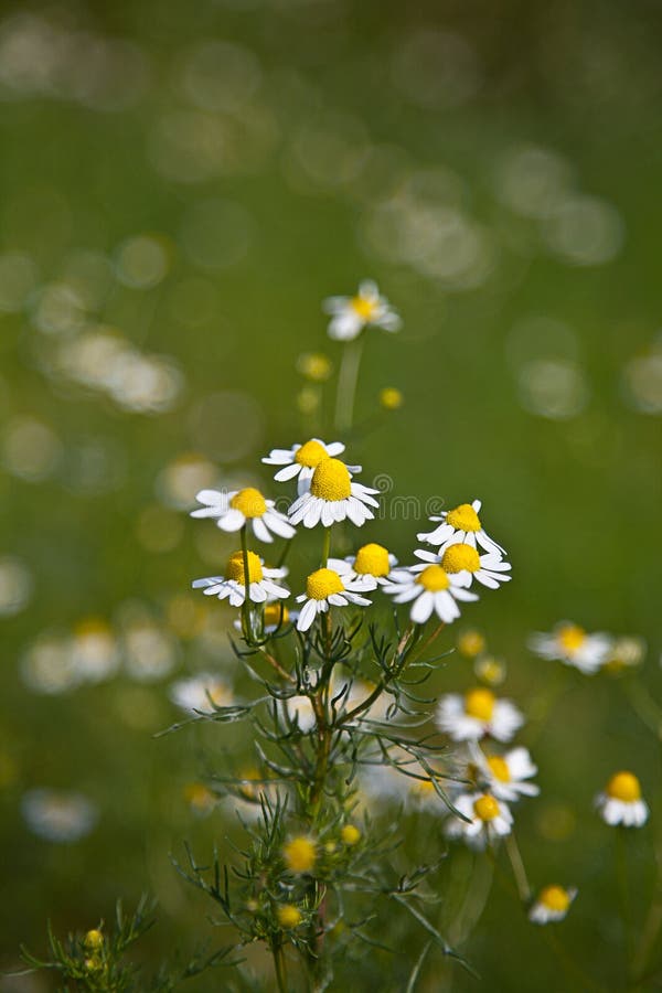 Chamomile (Matricaria Chamomilla) Stock Image - Image of intestines ...