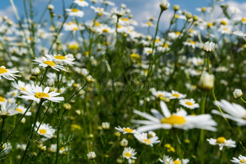 Beautiful Chamomile Flowers Close-up Stock Image - Image of detail ...