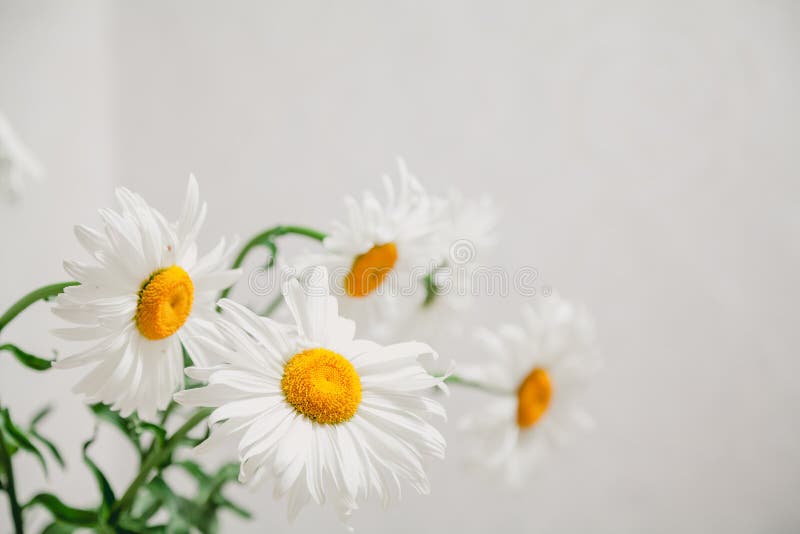 Chamomile in Original Perspective Stock Image - Image of close ...
