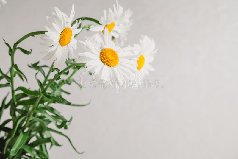 Chamomile in Original Perspective Stock Photo - Image of contre, leaves ...