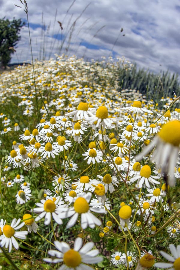 Chamomile Plants, Chamomile Field Stock Photo - Image of essence, field ...