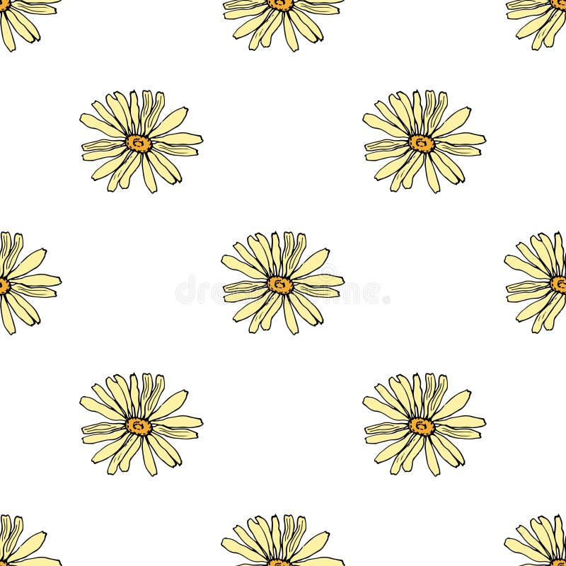 Sketch Chamomile Illustration Stock Vector - Illustration of vector ...