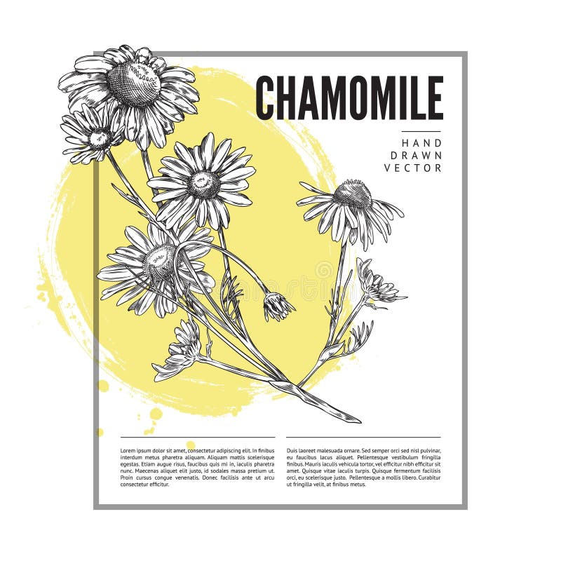 Chamomile Tag or Label Template with Square Frame Sketch Vector ...