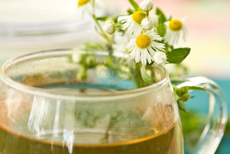 Chamomile tea stock photo. Image of beverage, plant, medical - 20611476