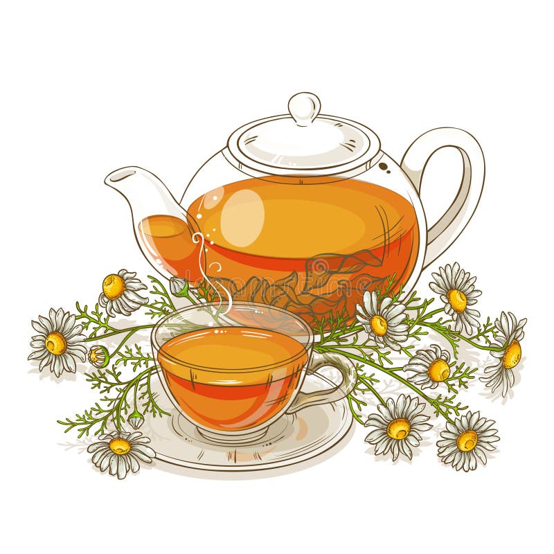 Chamomile tea illustration stock vector. Illustration of medical ...