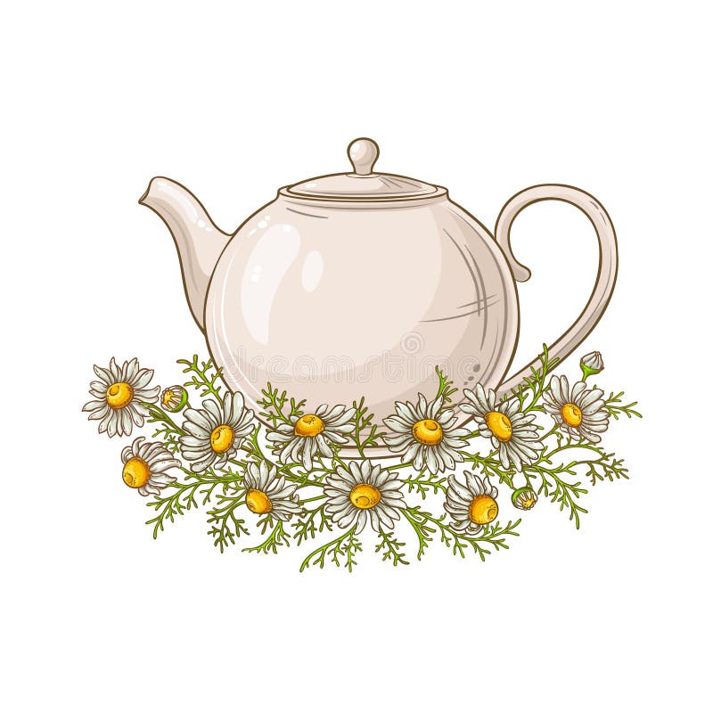 Chamomile tea illustration stock vector. Illustration of bouquet ...