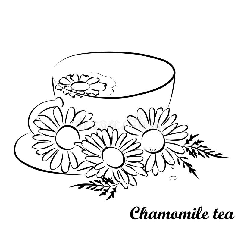 Chamomile Tea Vector Outline. Medicinal Chamomile and a Cup of Tea ...