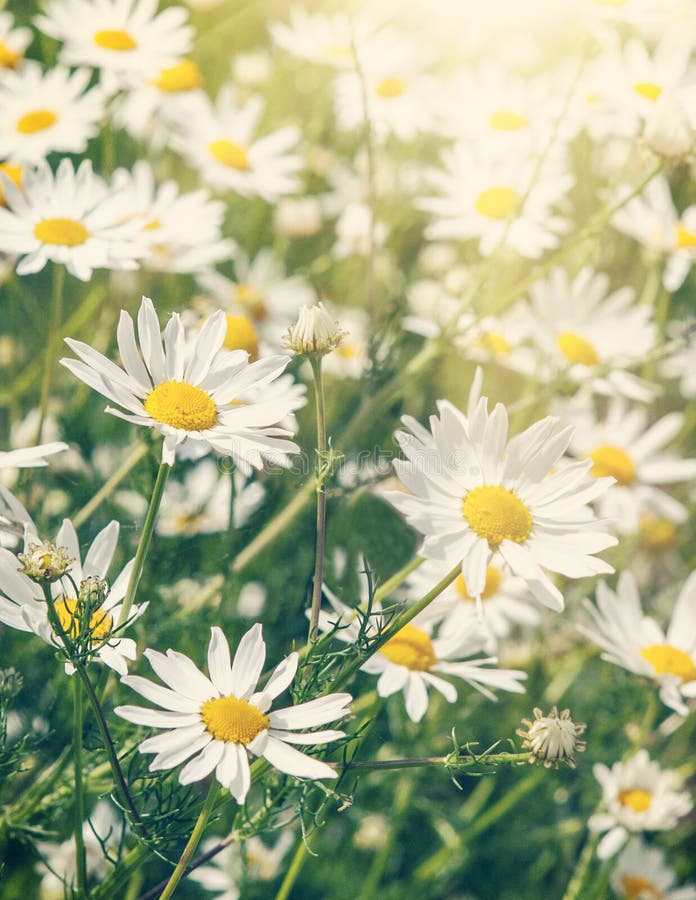 Chamomile Vintage Retro Hipster Style Version Stock Image - Image of ...