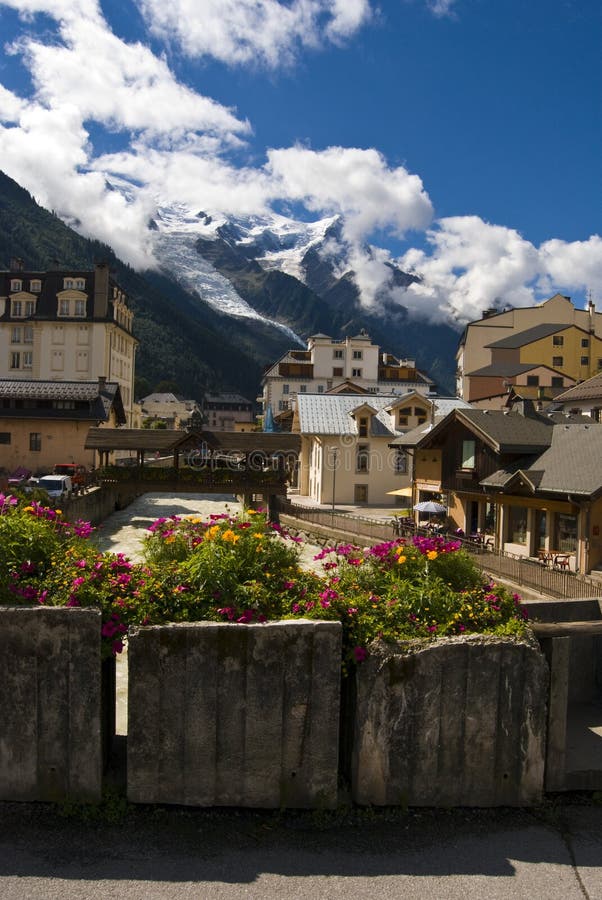 Cows in Swiss alps stock photo. Image of height, drove - 13291774