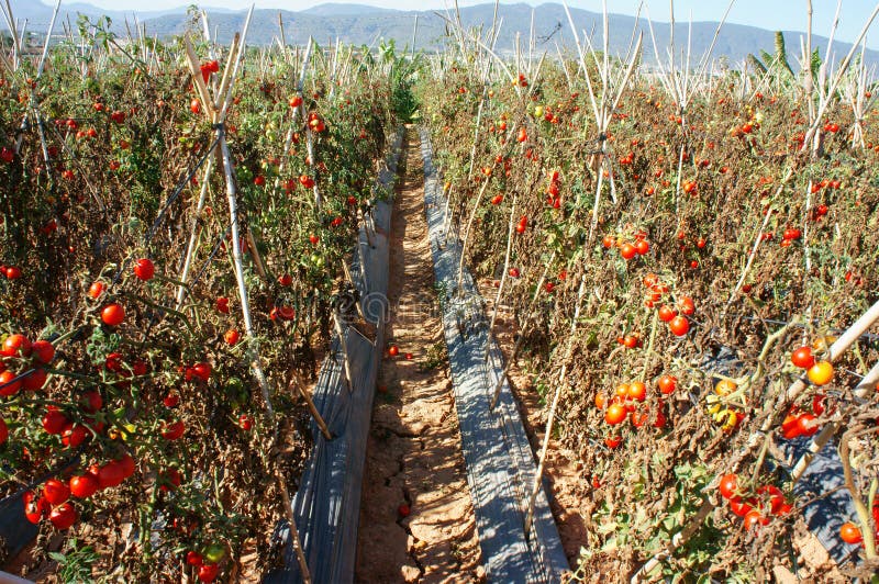 Champ Agricole Asiatique, Ferme De Tomate Photo stock - Image du ...