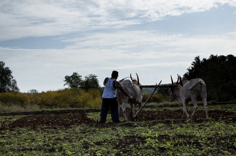 Champ Agricole Et De Labourage Avec Des Boeufs Photo stock - Image du ...
