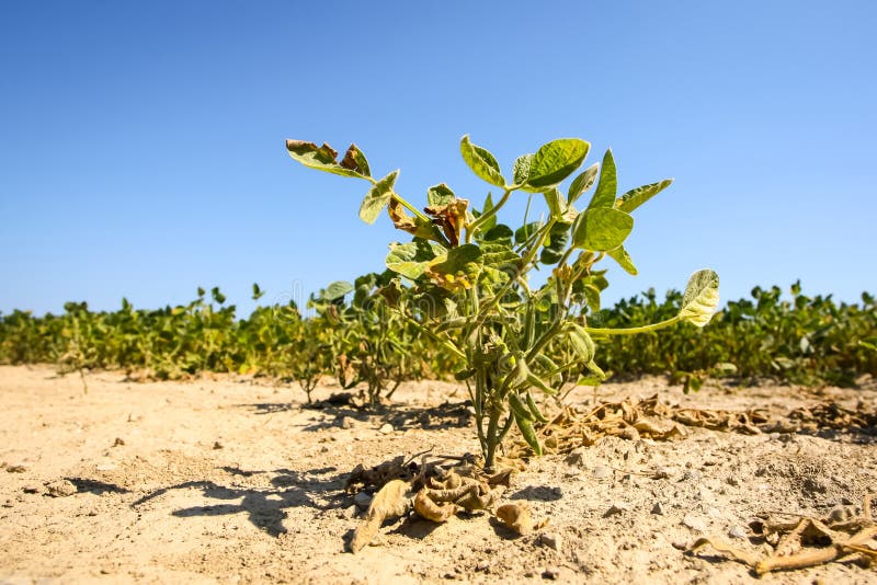 Champ des haricots verts photo stock. Image du centrales - 32968942