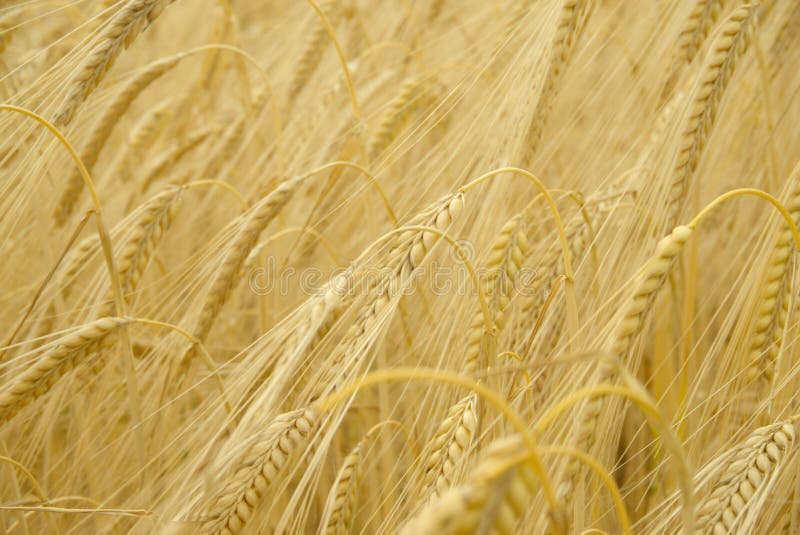 Champ d'orge image stock. Image du ferme, fond, cintré - 94932623
