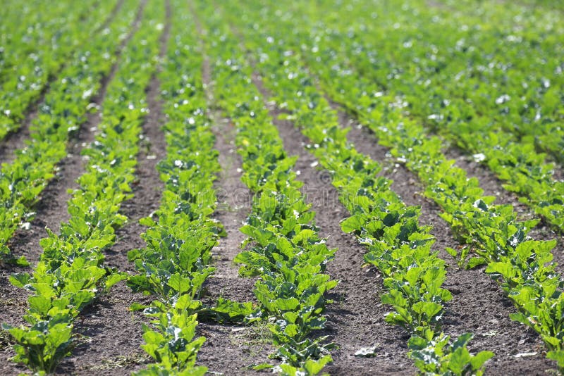 Champ de betterave photo stock. Image du betterave, collectes - 68353588