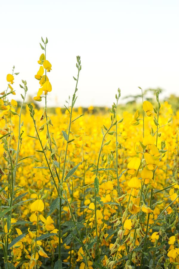 Champ De Chanvre Indien Fleur Jaune Image stock - Image du zone, normal ...