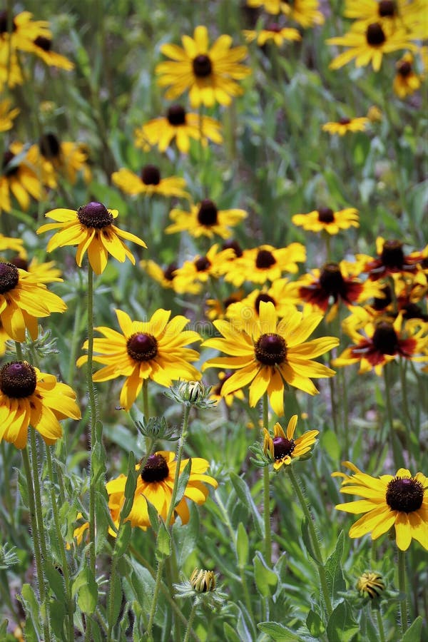 Champ De Conefer Jaune Vertical Photo stock - Image du zone, jaune ...
