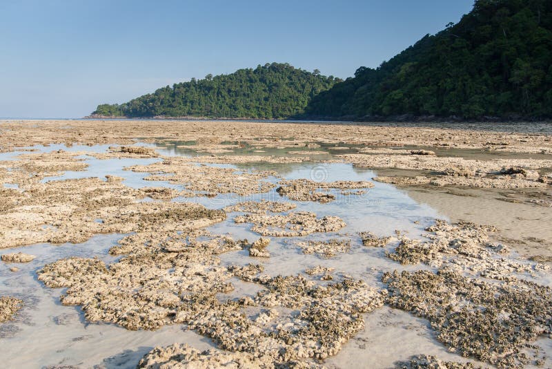 Corail mort photo stock. Image du mort, corail - 35005600