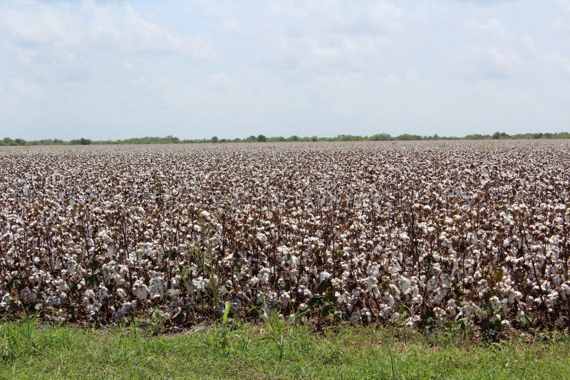 Champ De Coton Photos Stock - Téléchargez 2,258 Photos libres de droits