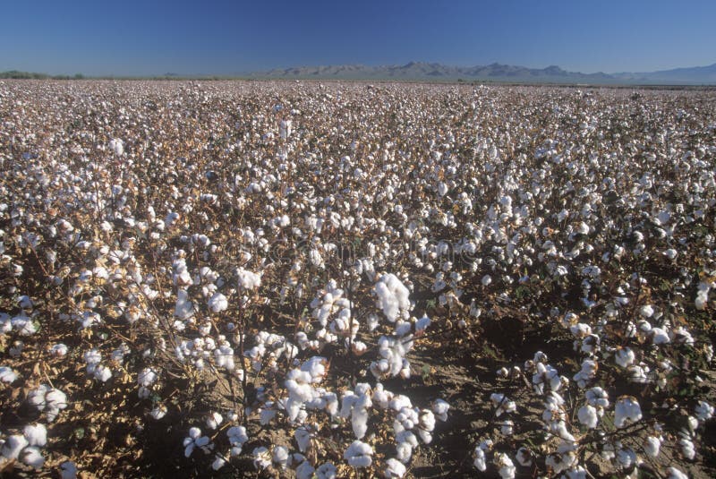 Champ De Coton Dans Tucson, AZ Photo stock - Image of amérique, humain ...