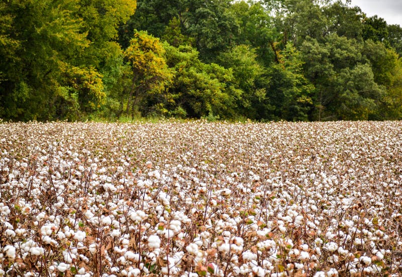 Champ De Coton Photos Stock - Téléchargez 2,258 Photos libres de droits