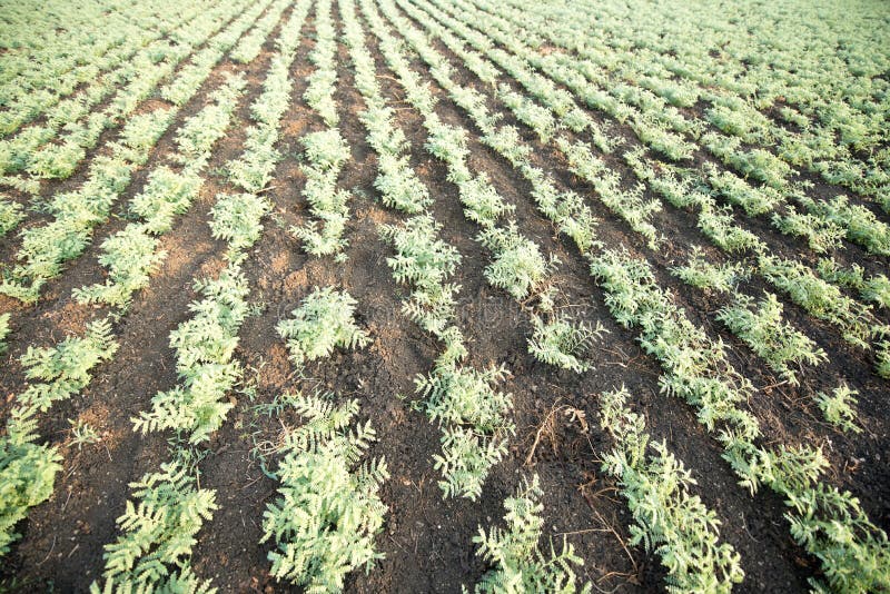Champ De Culture De Pois Chiche Photo stock - Image du croissance, asie ...
