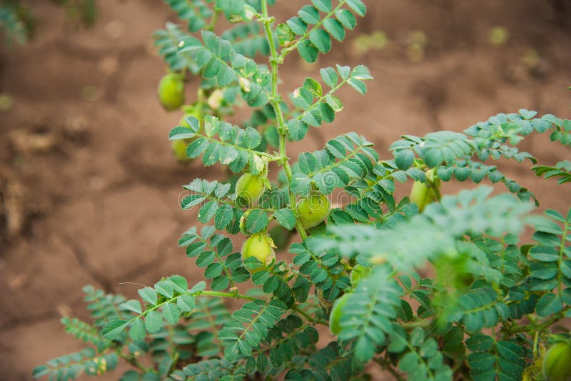 Champ De Culture De Pois Chiche Image stock - Image of chickpeas, sain ...
