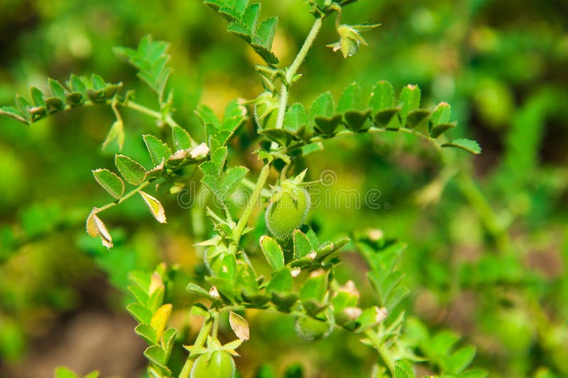 Champ De Culture De Pois Chiche Photo stock - Image du croissance ...