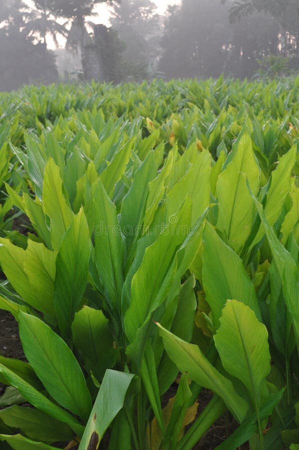 Champ de curcuma photo stock. Image du matin, curcuma - 250724680