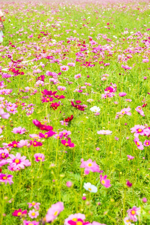 Champ Des Fleurs Et Du Ciel De Cosmos Photo stock - Image du caroline ...