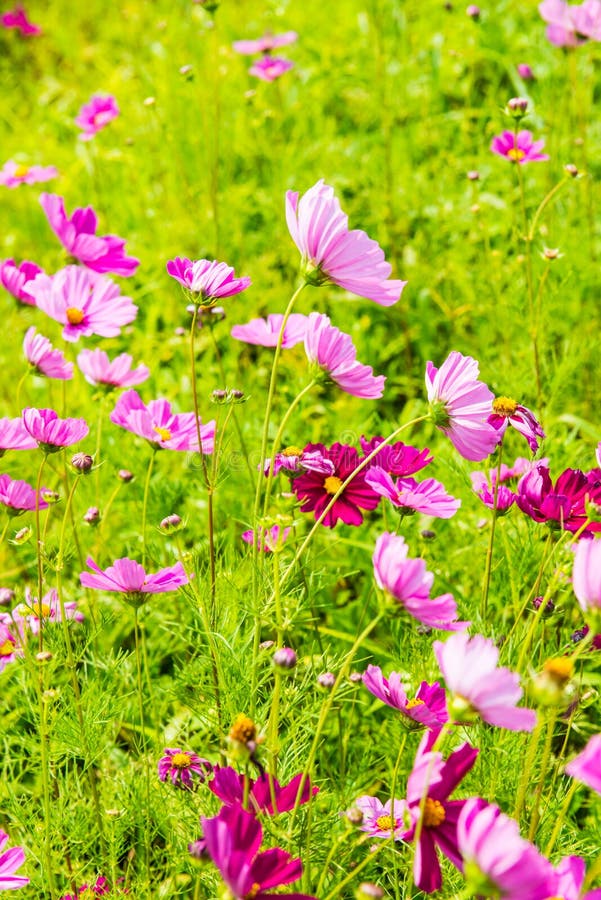 Zone du cosmos IV photo stock. Image du montagne, cosmos - 3387016
