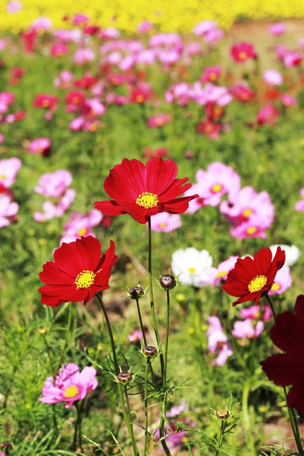 Champ De Rose De Rouge Photos Stock - Téléchargez 9,800 Photos libres ...
