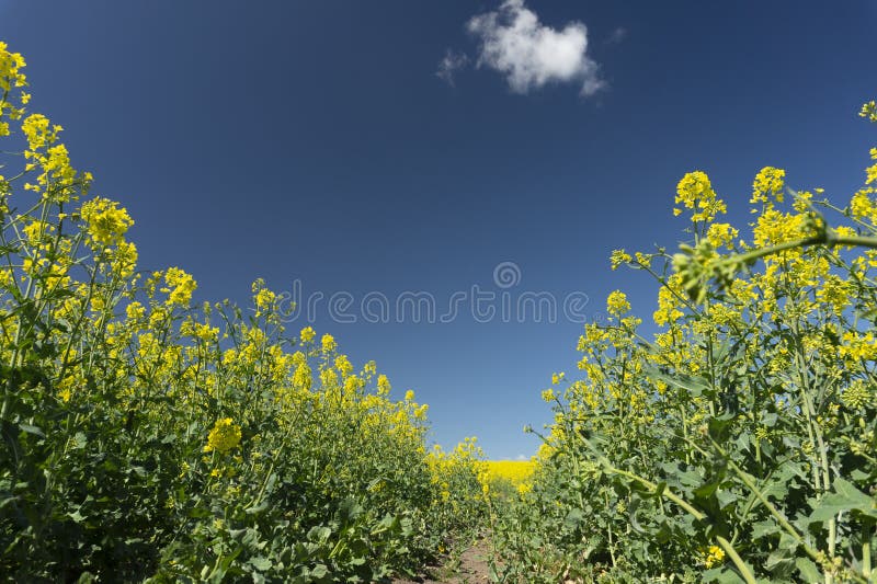Champ De Floraison De Graine De Colza Ou De Colza Jaune Lumineuse Image ...