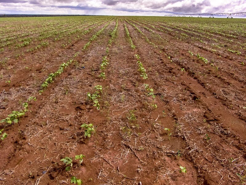 Irrigation D'une Pousse De Haricot Image stock - Image du lames ...