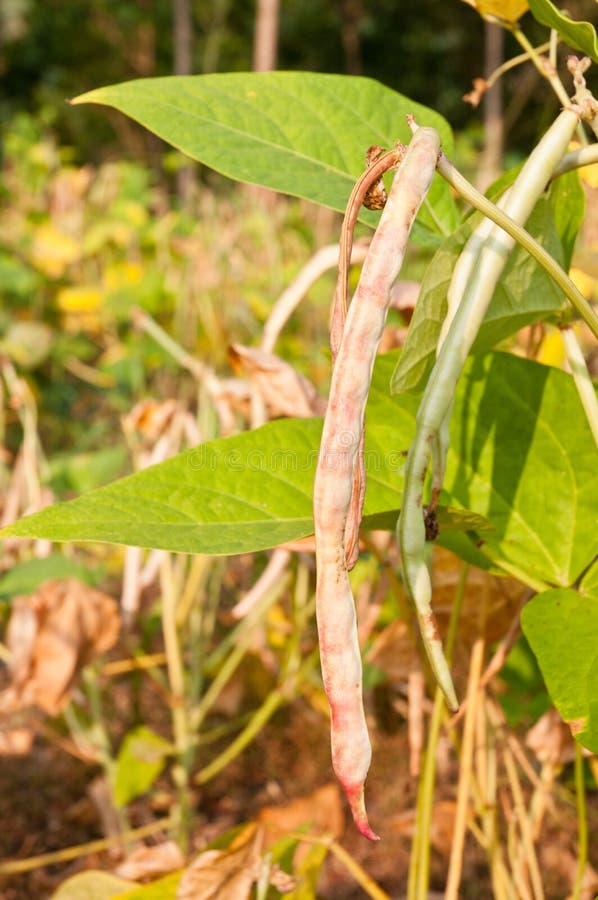 Champ de haricot photo stock. Image du sapling, étape - 30612998