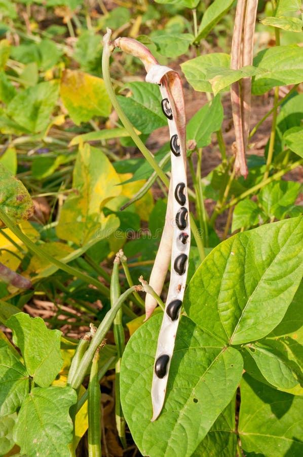 Champ de haricot photo stock. Image du sapling, étape - 30612998