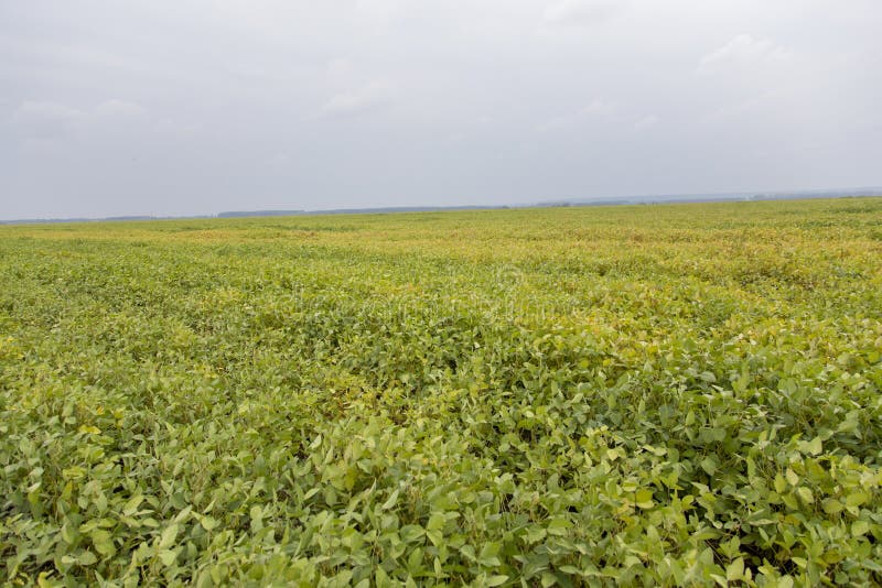 Champ de haricot image stock. Image du centrale, sapling - 30613123