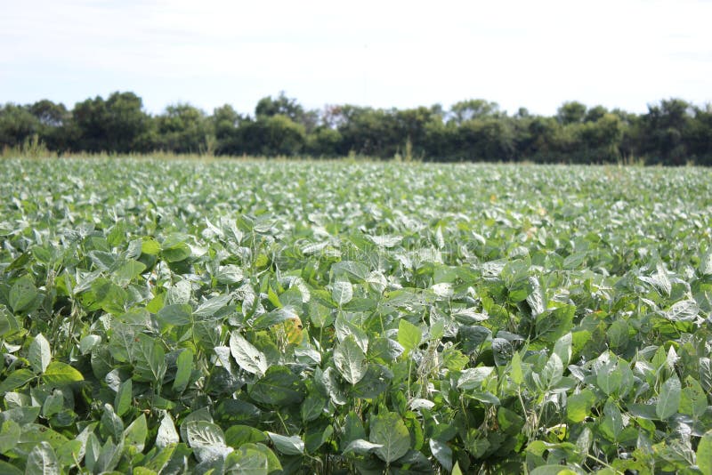 Champ de haricot image stock. Image du centrale, sapling - 30613123