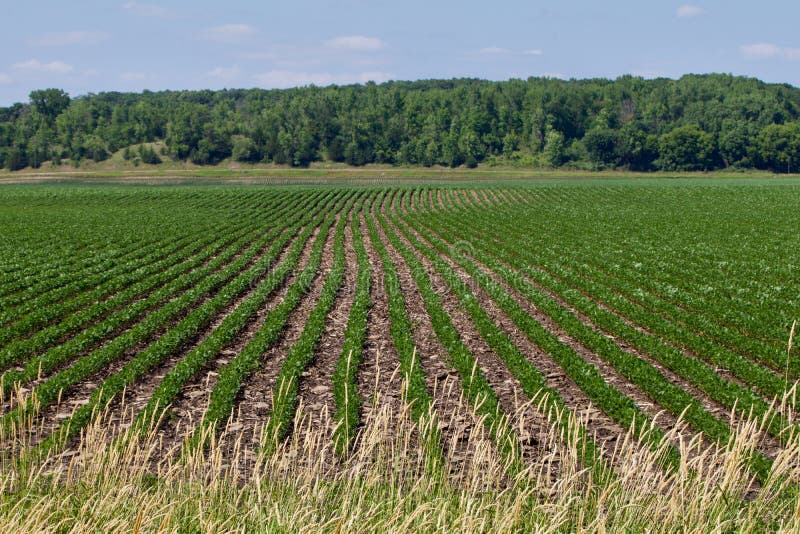 Champ De Haricots Image. Image: 14762931