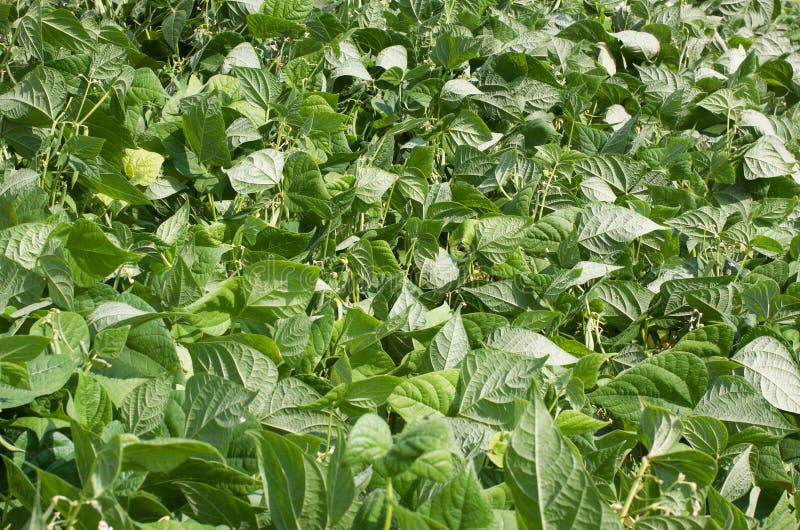 Champ De Haricots Image. Image: 14762931