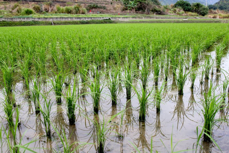 Plante de riz photo stock. Image du asiatique, champs - 25432878