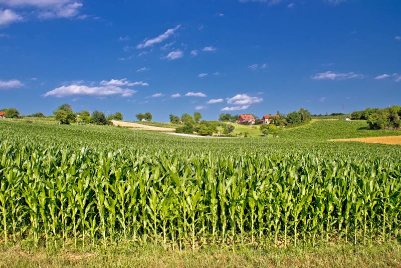 Vue Agricole De Verticale De Paysage De Campagne Photo stock - Image du ...