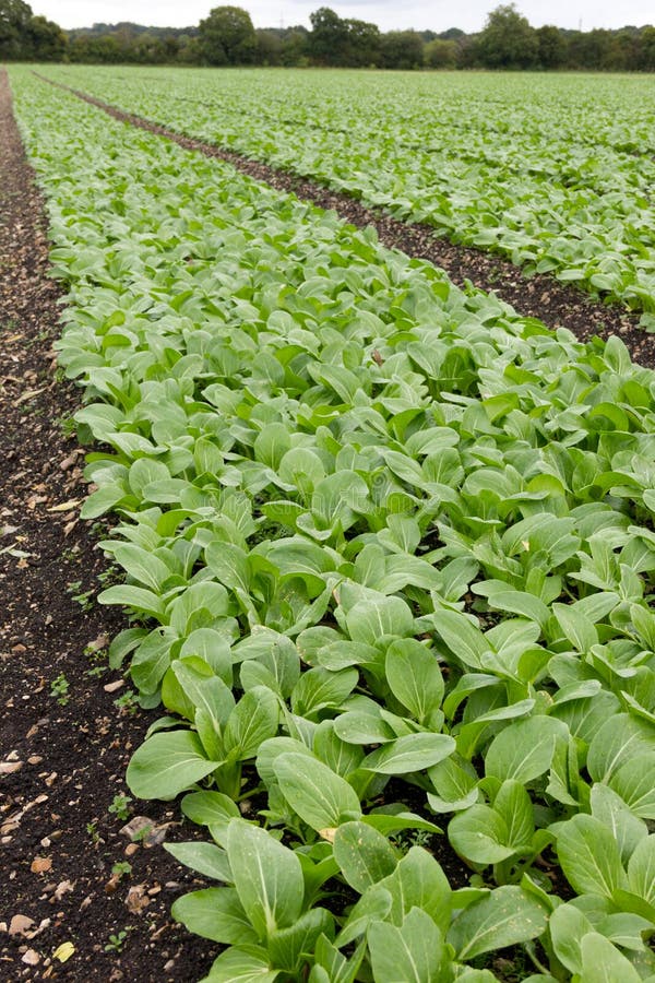 Champ de Pak Choi photo stock. Image du oriental, centrales - 31571158