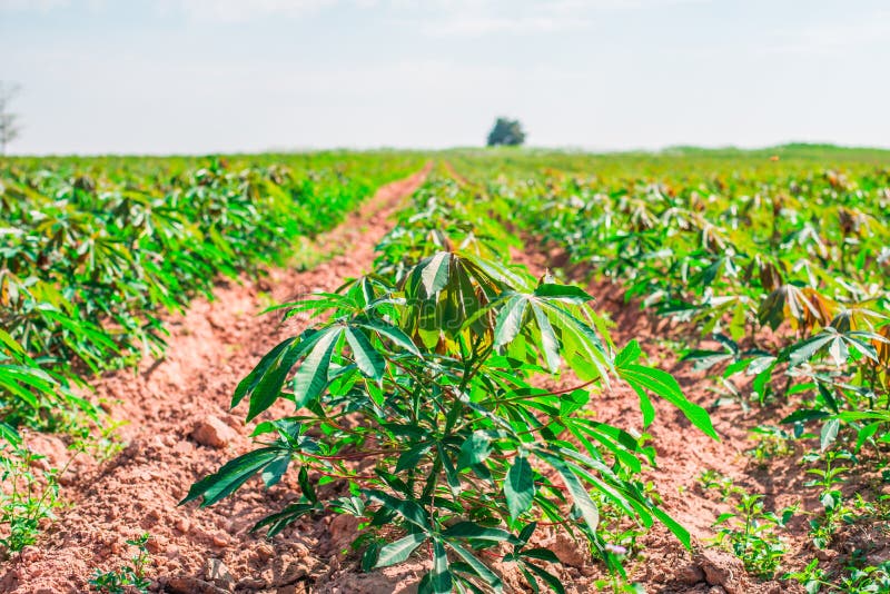 Champ De Plantation De Manioc Image stock - Image du champs, lame: 73711809