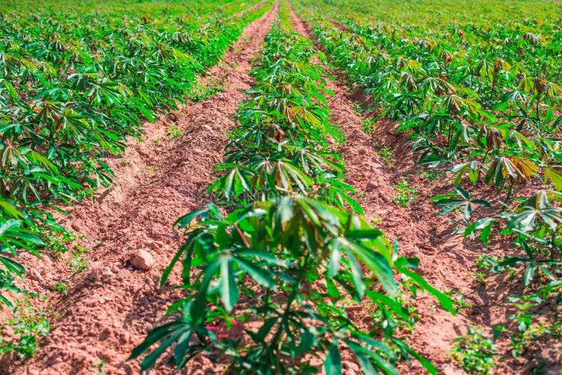 Champ De Plantation De Manioc Image stock - Image du champs, lame: 73711809